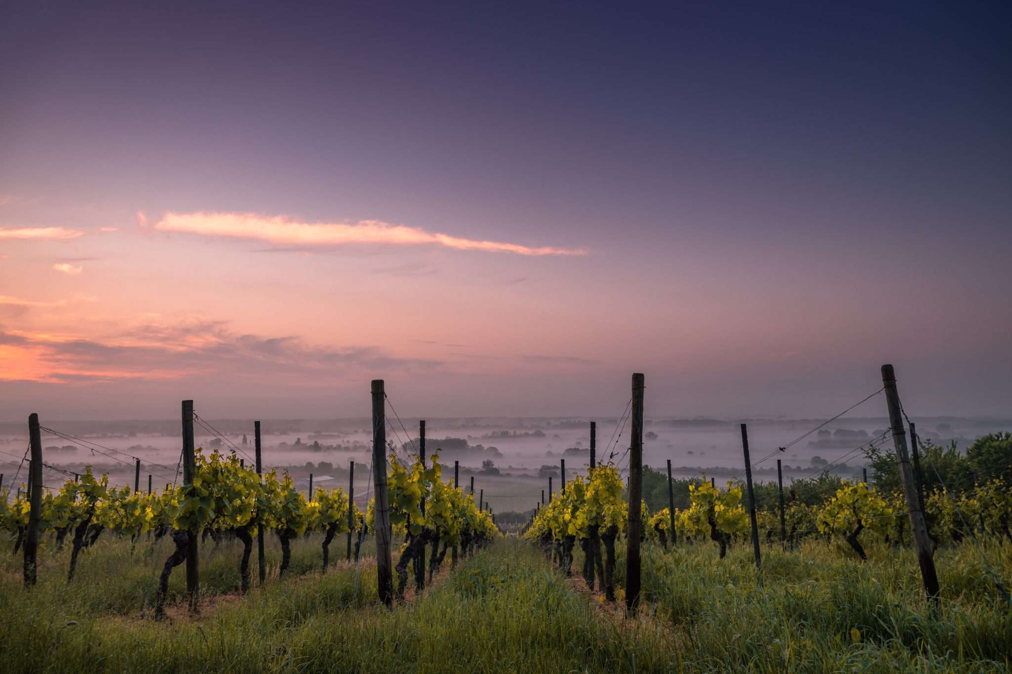 How Long Does A Bottle Of Wine Stay In Your System