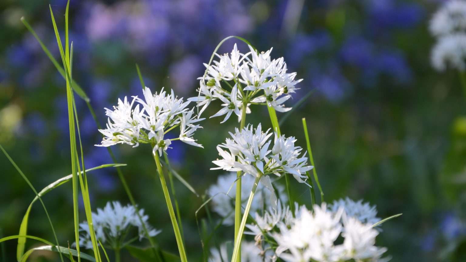 Zapain Side Effects and Benefits - Castle Craig